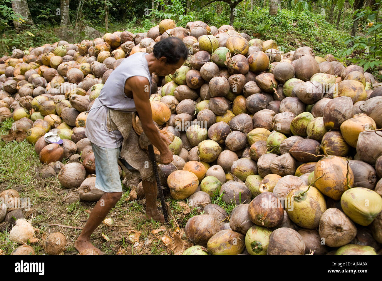 Philippines coconut farmer hi-res stock photography and images - Alamy