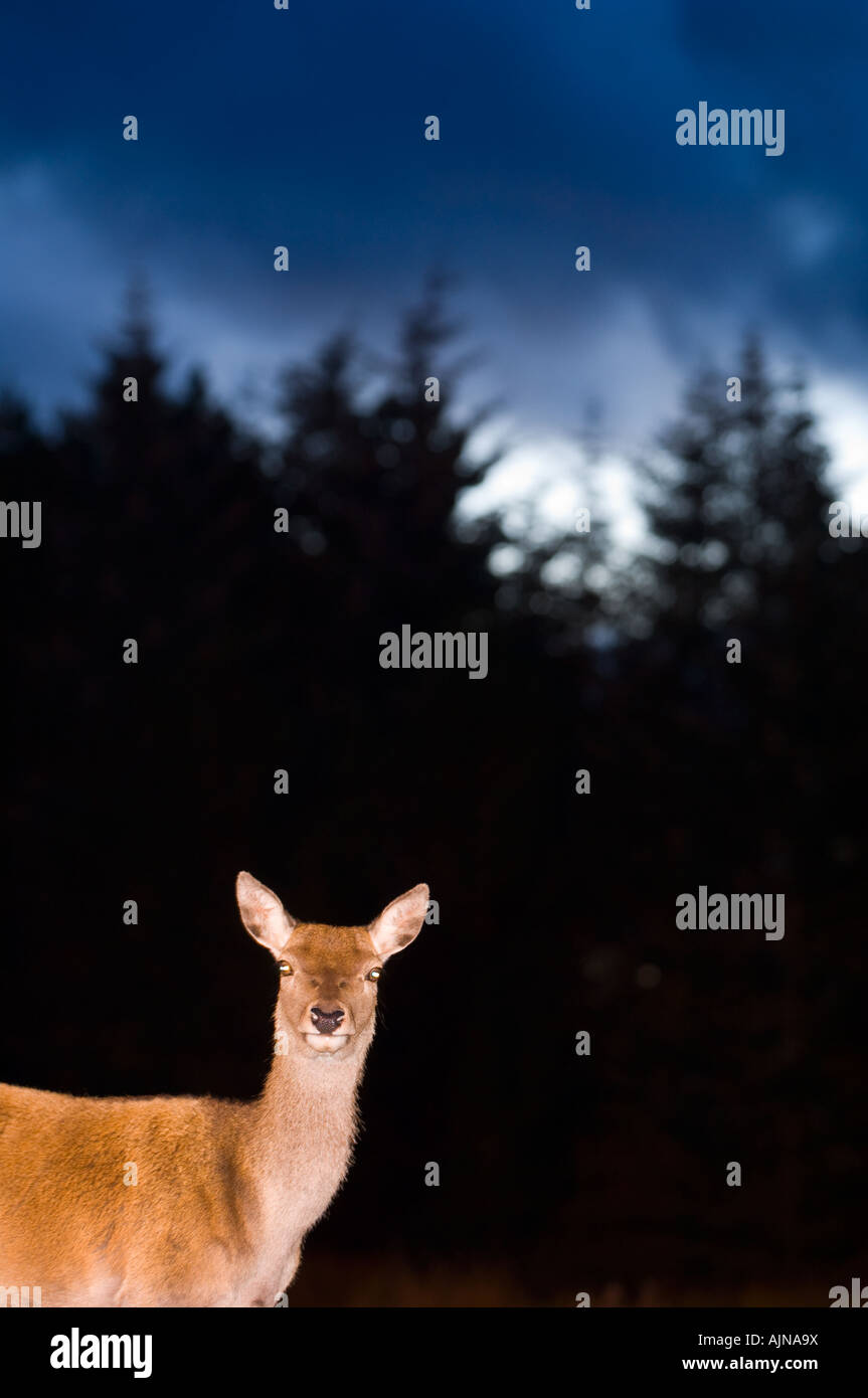 Deer night scotland hi-res stock photography and images - Alamy