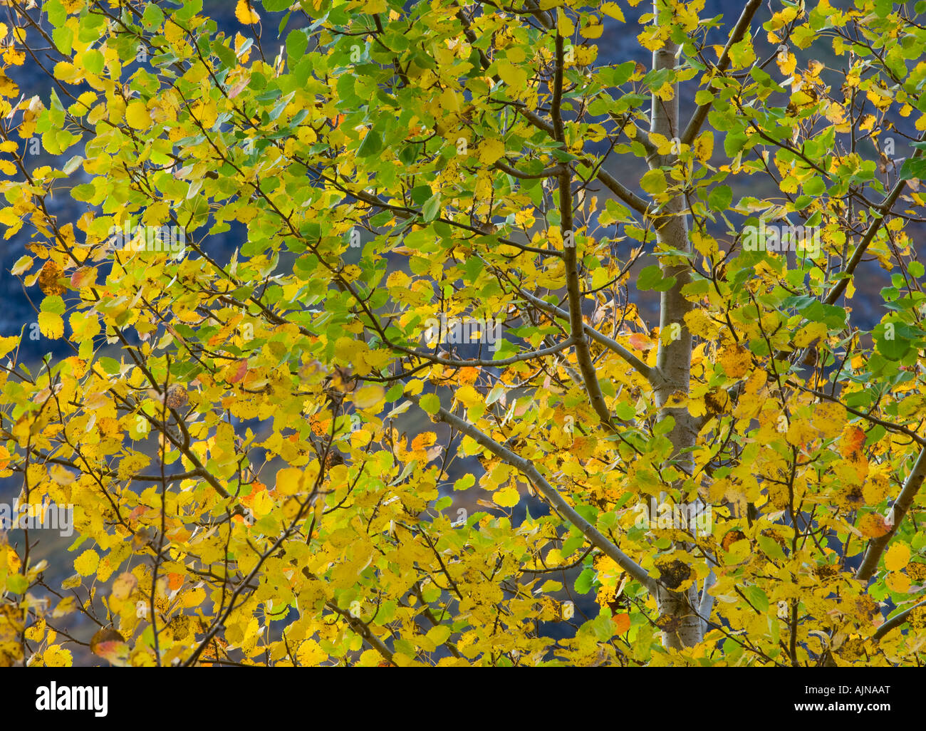 Aspen tree scotland hi-res stock photography and images - Alamy