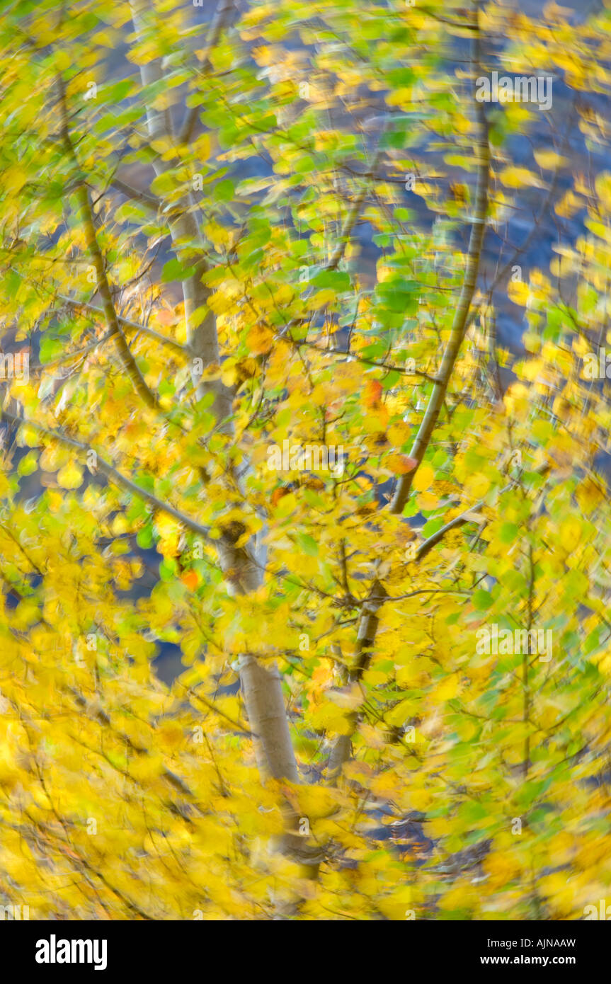 Aspen tree scotland hi-res stock photography and images - Alamy