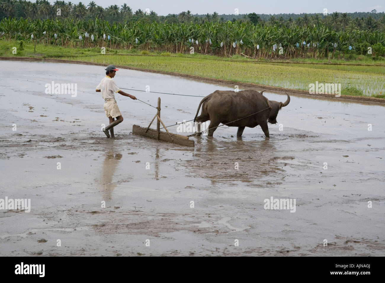 Carabao hi-res stock photography and images - Alamy
