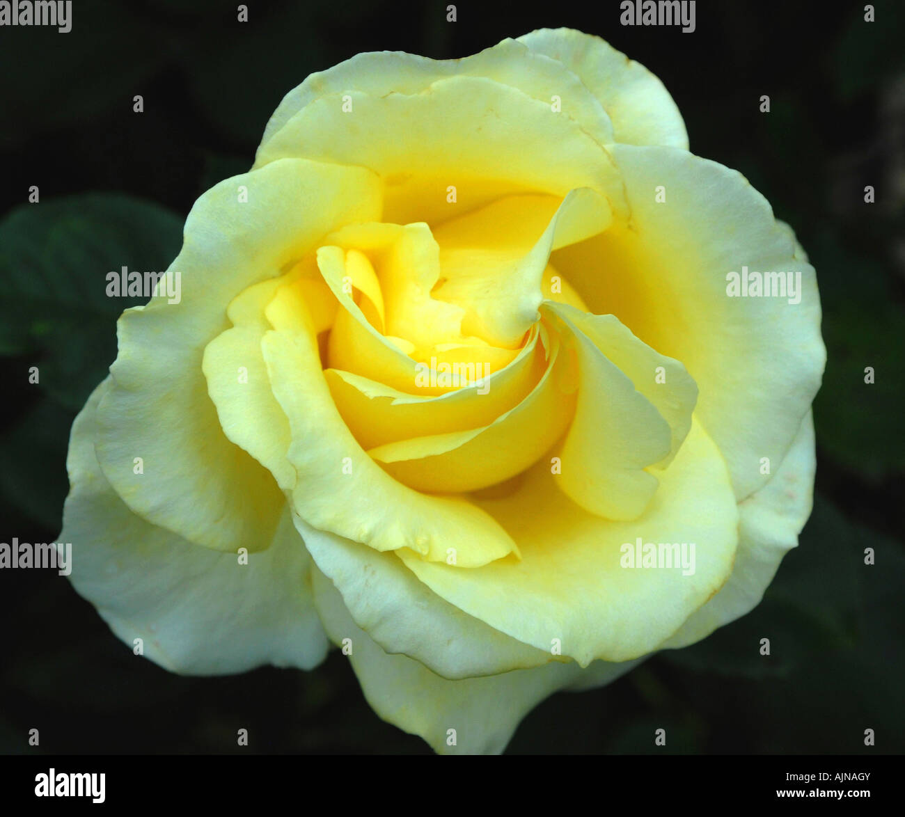 Single primrose colour rose in full bloom Stock Photo - Alamy