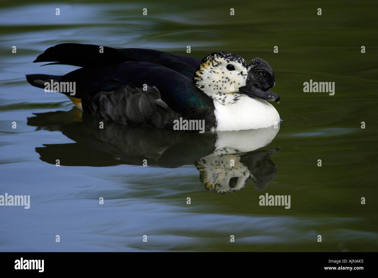 Comb duck swimming hi-res stock photography and images - Alamy