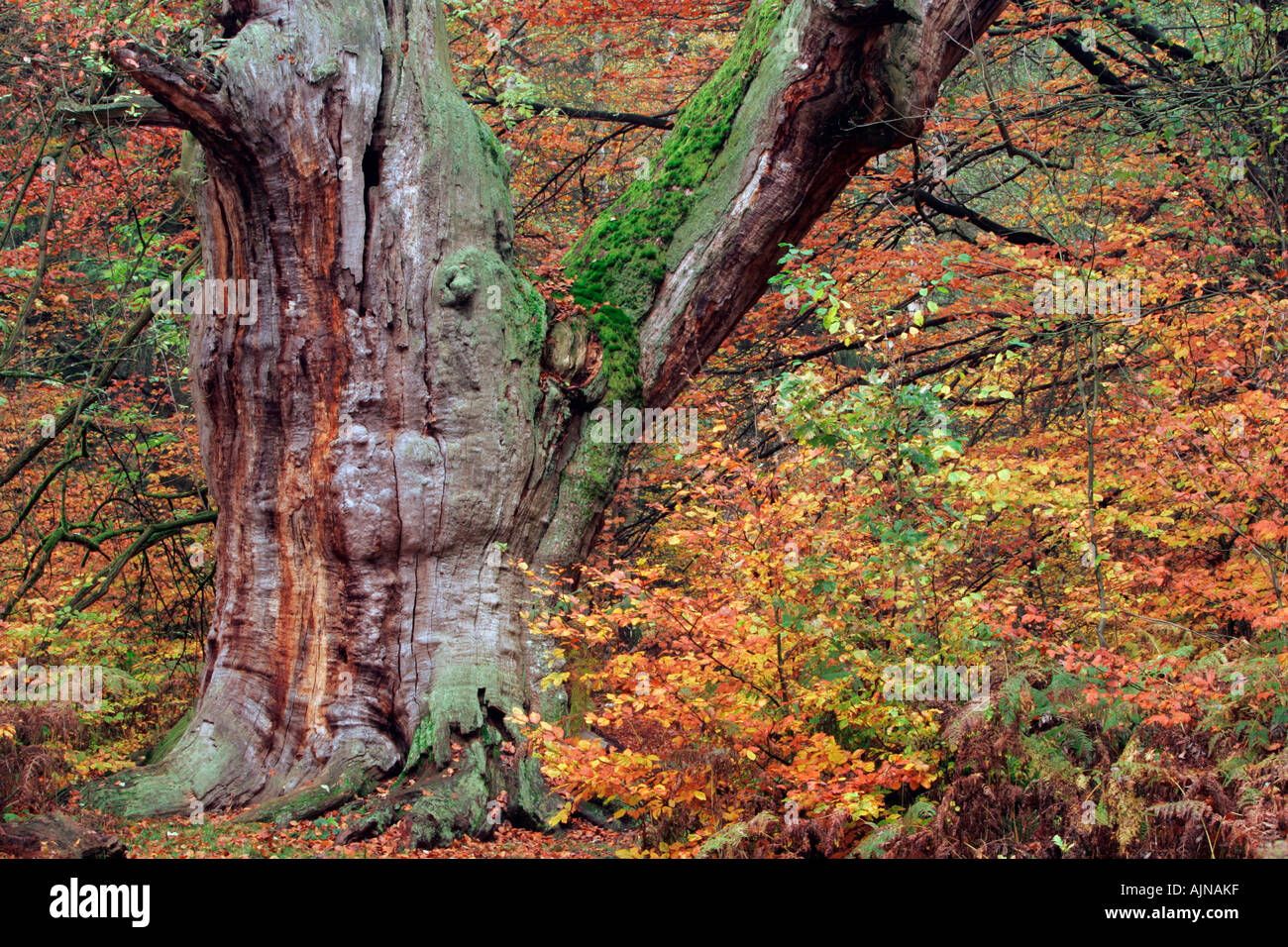 Ancient oak tree in autumn woodland Sababurg urwald Germany Stock Photo ...