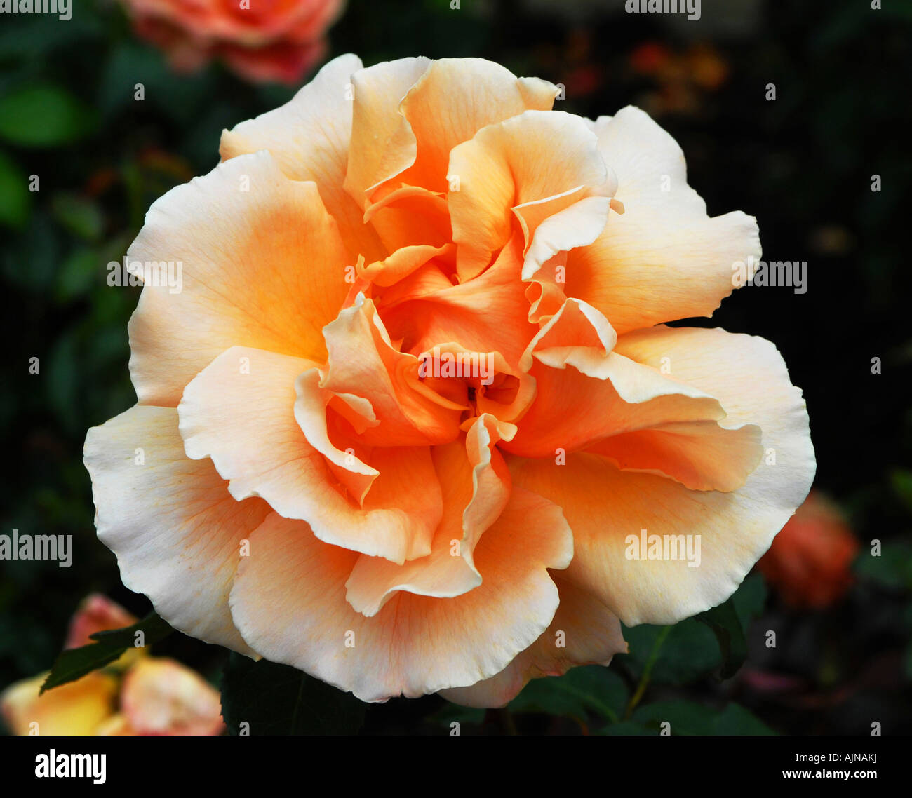 Single apricot colour rose in full bloom Stock Photo - Alamy