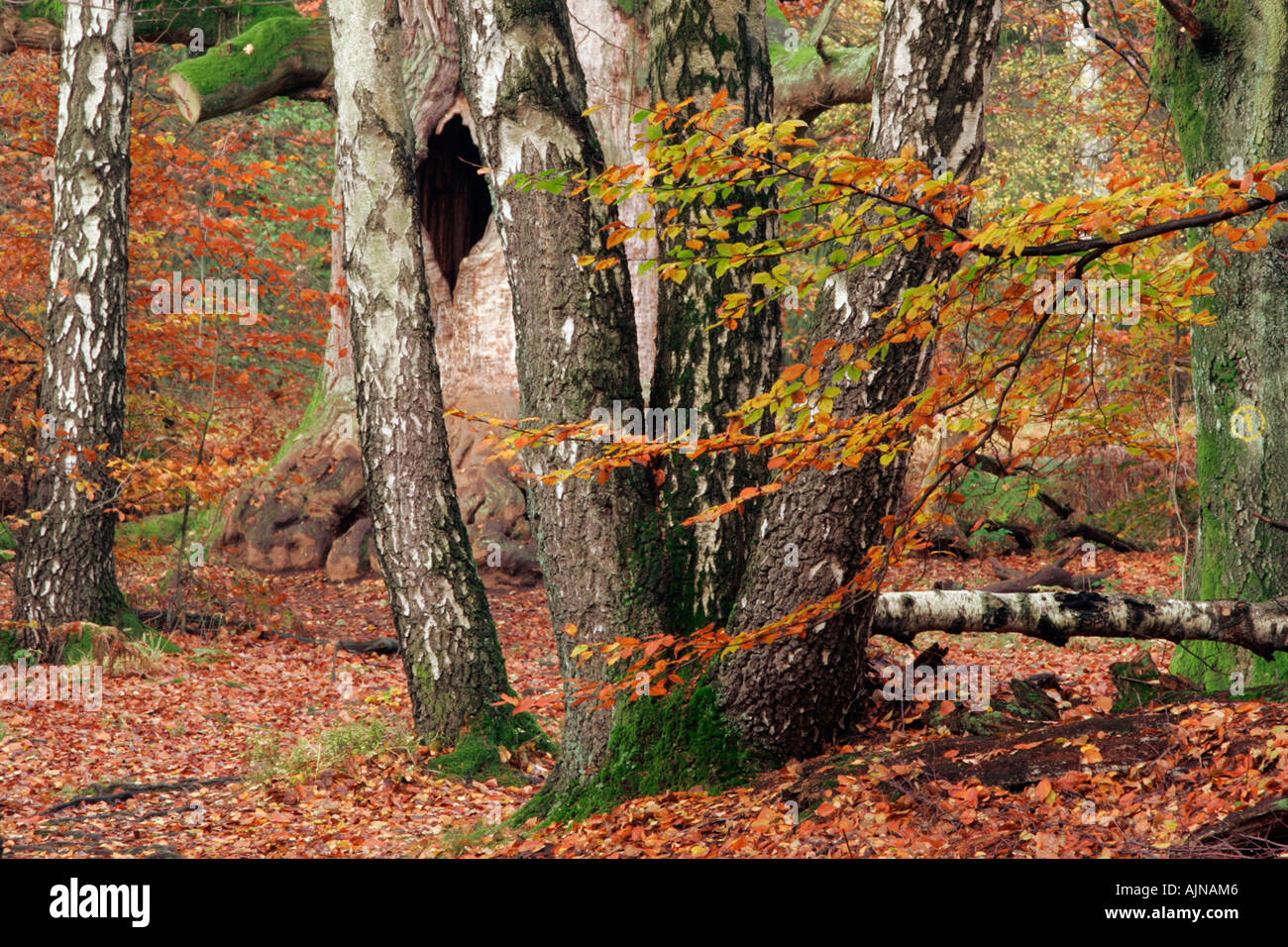 Pendula Autumn Beech Tree Colour High Resolution Stock Photography and ...