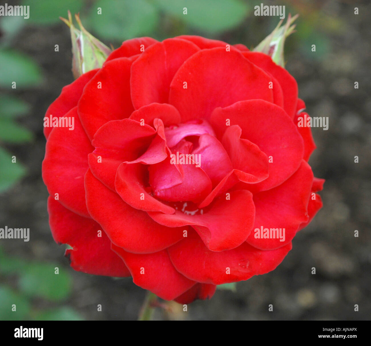 Single red rose in full bloom Stock Photo - Alamy