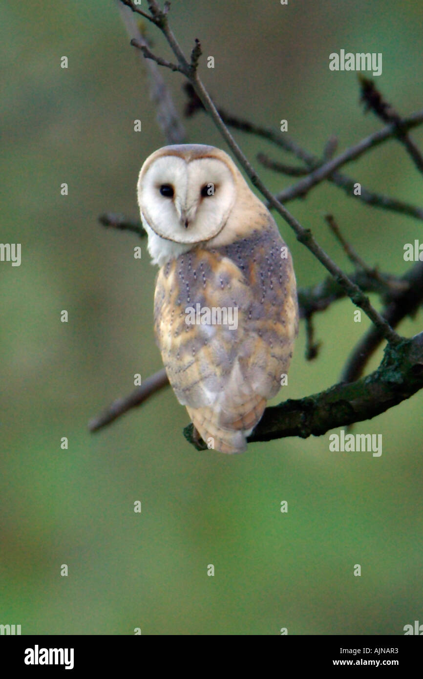 Barn owl on branch hi-res stock photography and images - Alamy