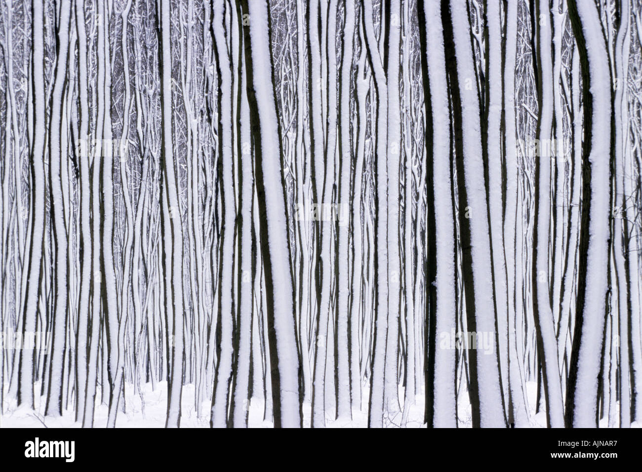 Beech tree stems covered in snow in winter Stock Photo - Alamy