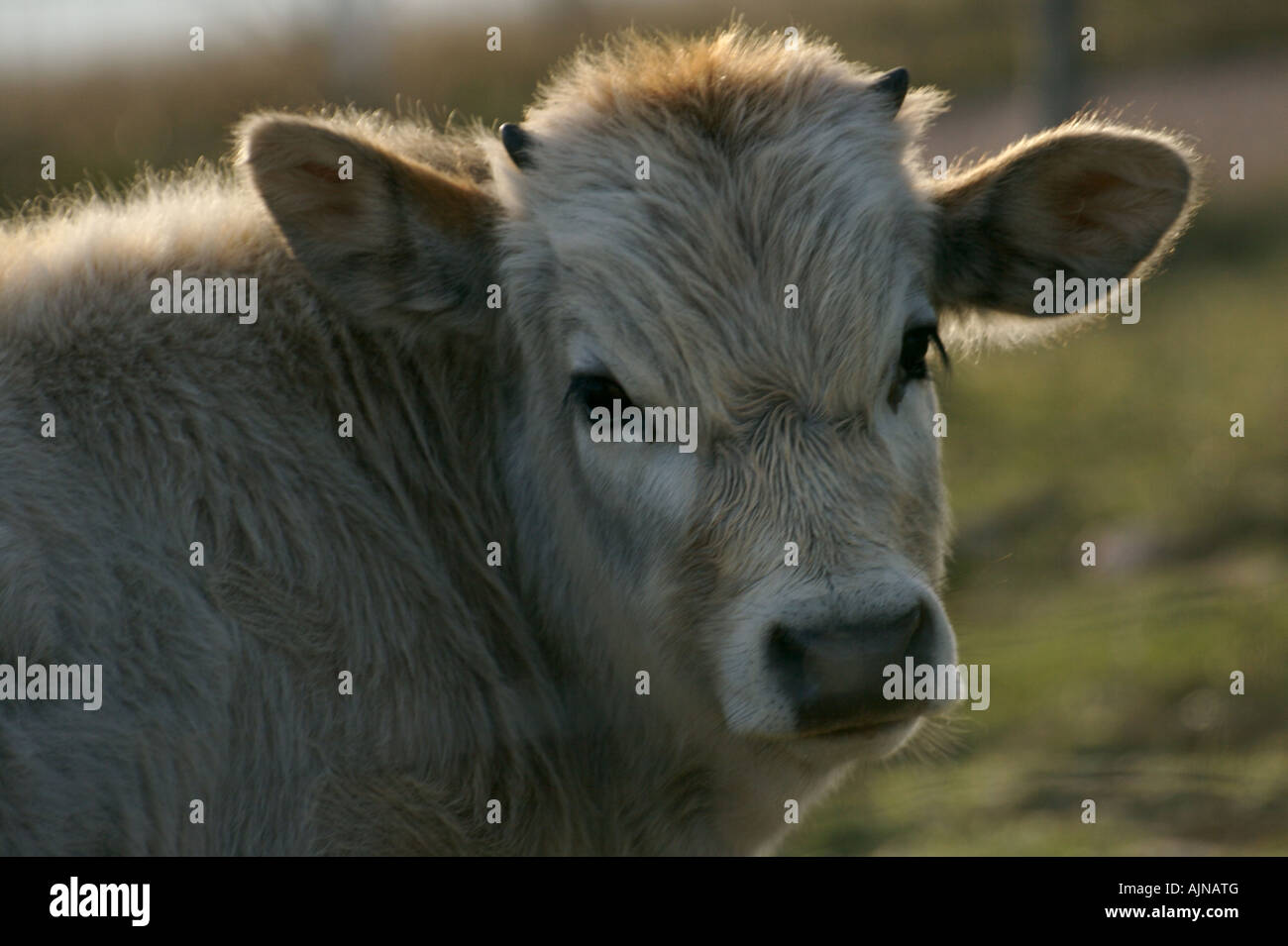 Year old calf hi-res stock photography and images - Alamy