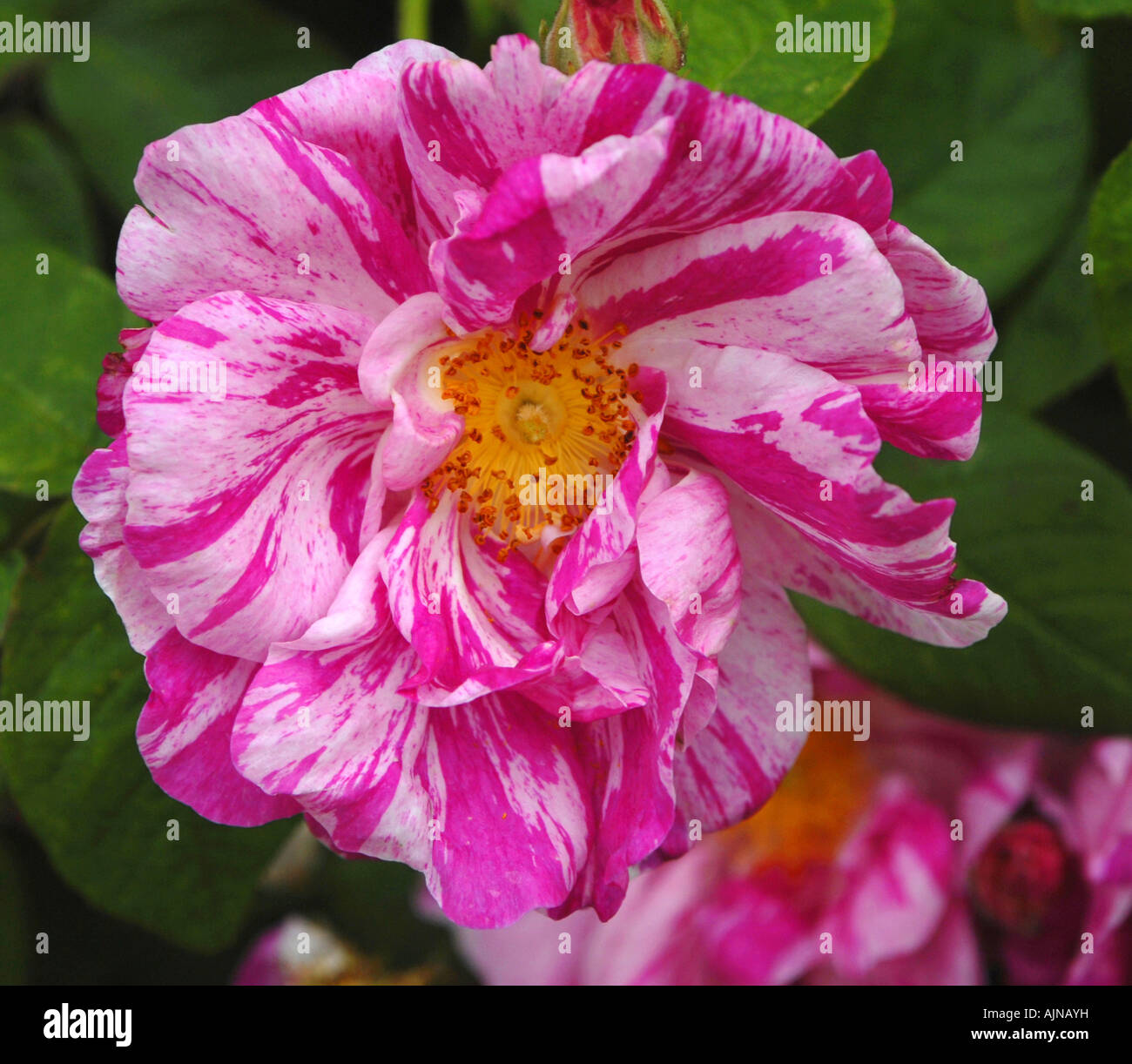 Single Rosa gallica `Versicolor` rose Stock Photo - Alamy