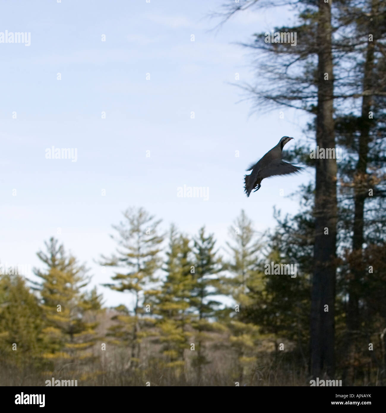 Hungarian (Grey) Partridge takes flight into New England timber Stock ...