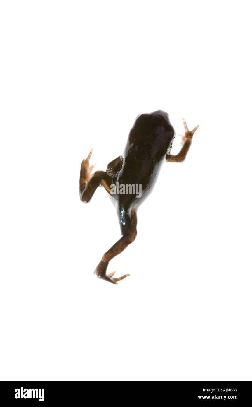 Toad walking Cut Out Stock Images & Pictures - Alamy