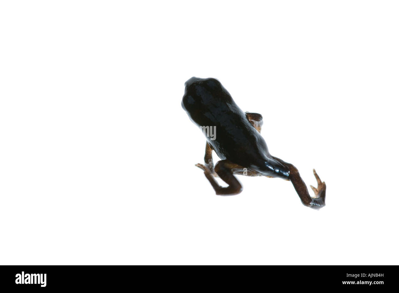 Toad walking Cut Out Stock Images & Pictures - Alamy