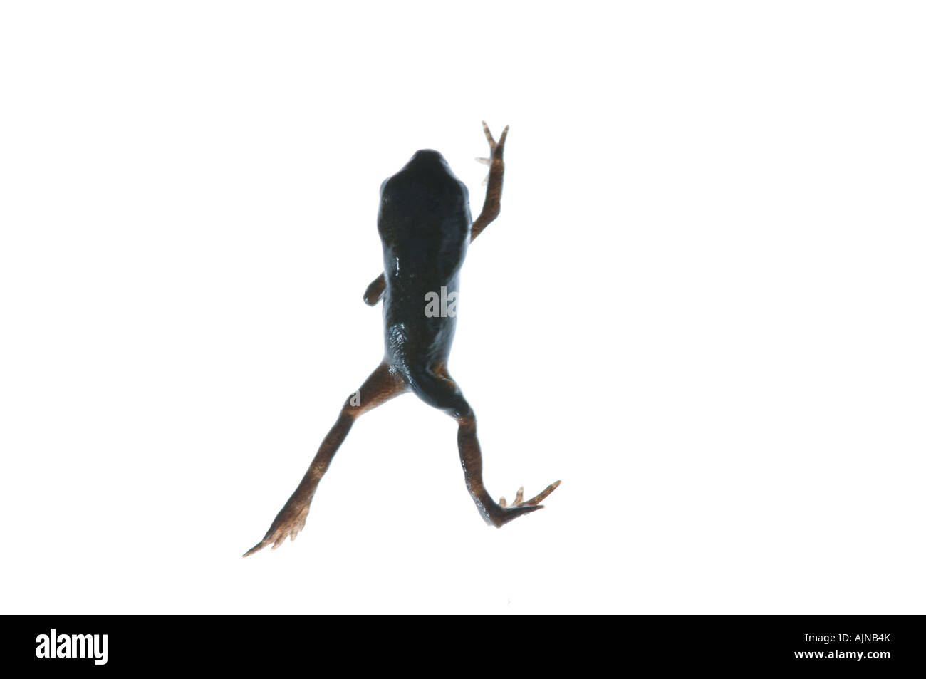 Toad walking Cut Out Stock Images & Pictures - Alamy