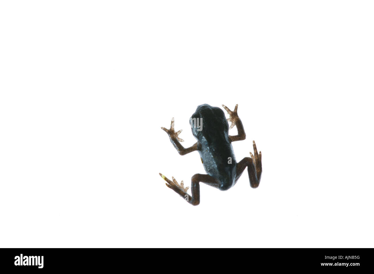 Toad walking Cut Out Stock Images & Pictures - Alamy