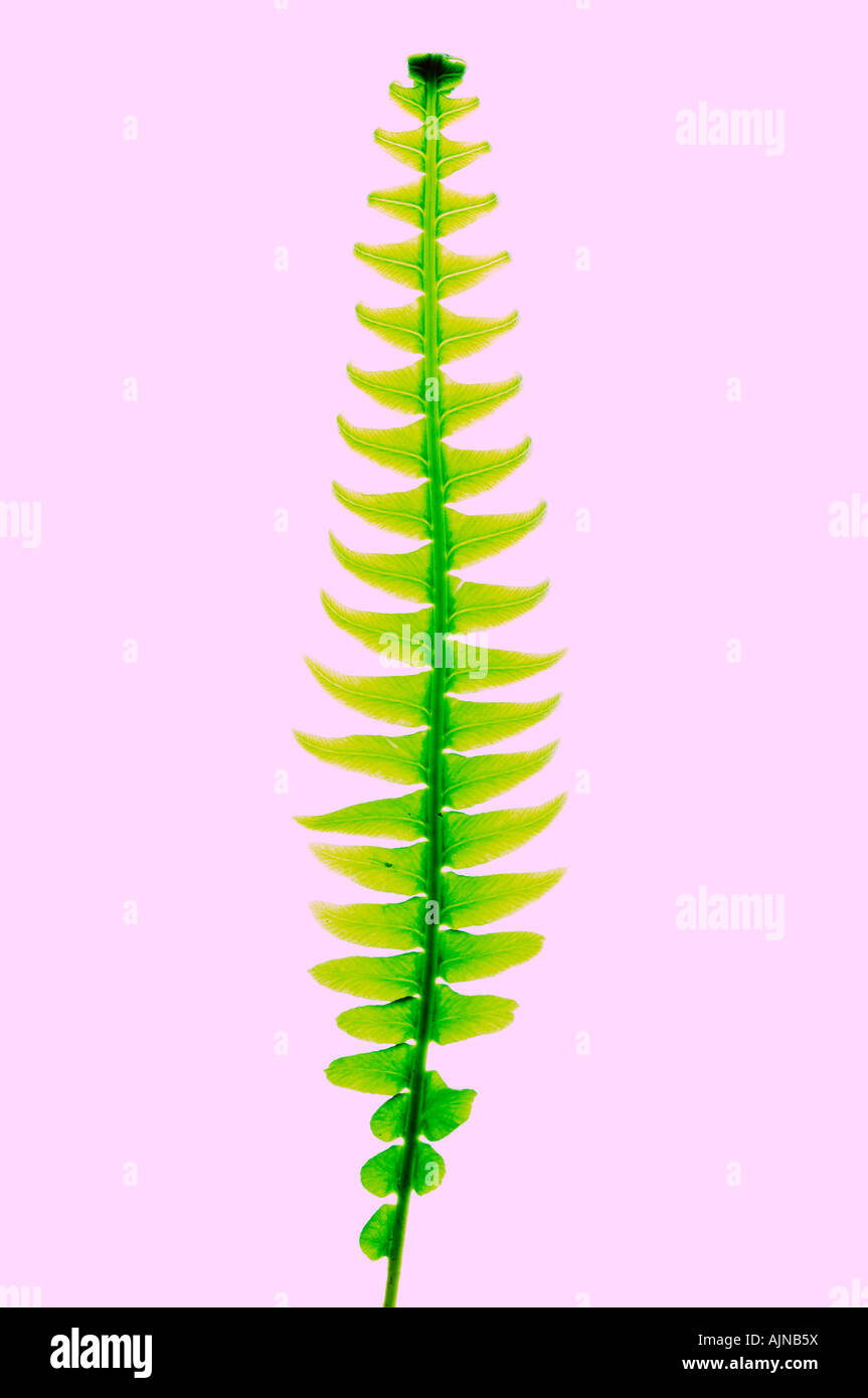 Coniferou woodland hi-res stock photography and images - Alamy
