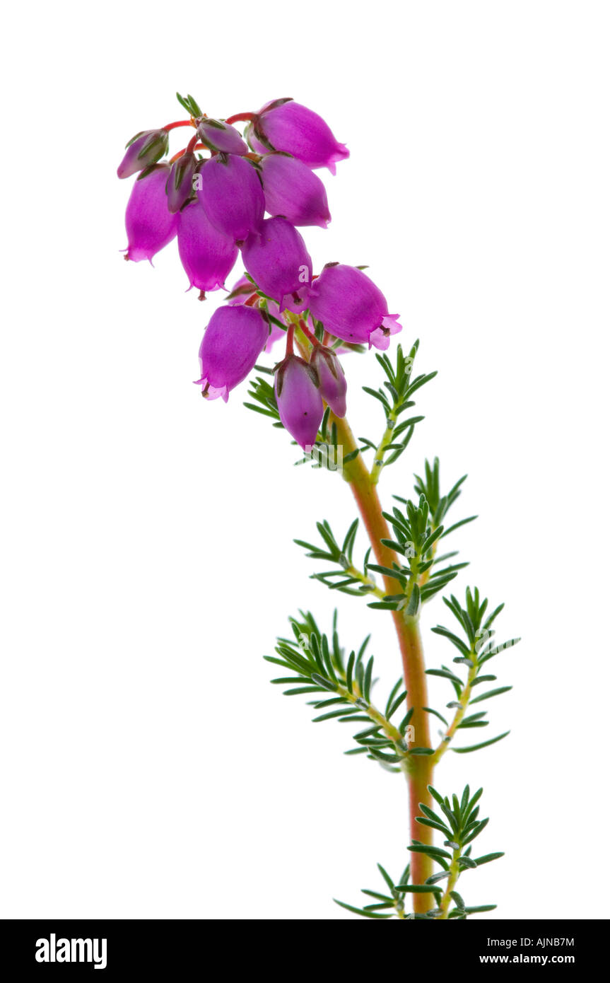 Heather purple bell Cut Out Stock Images & Pictures - Alamy