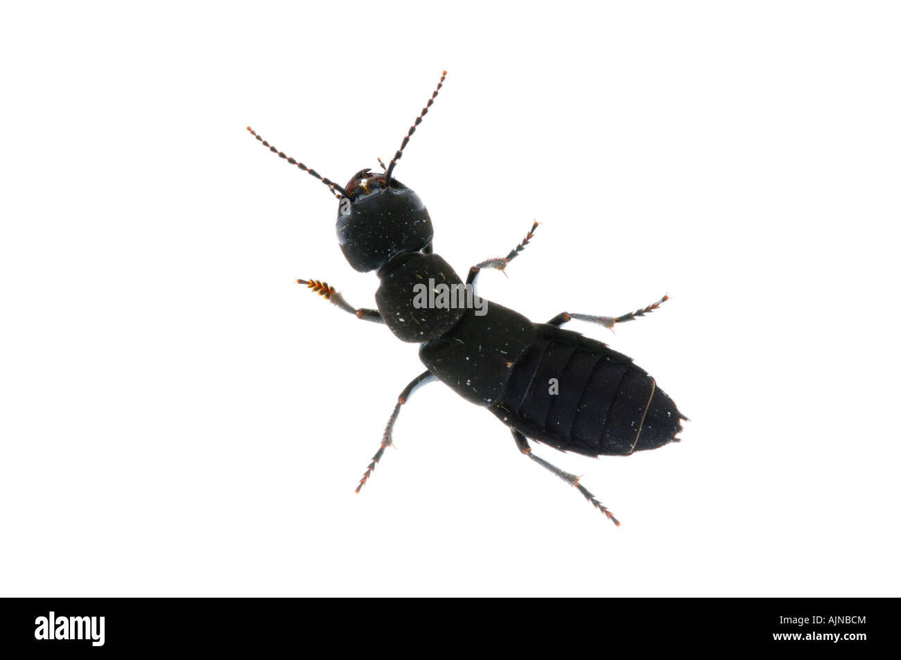 Cocktail beetle hi-res stock photography and images - Alamy