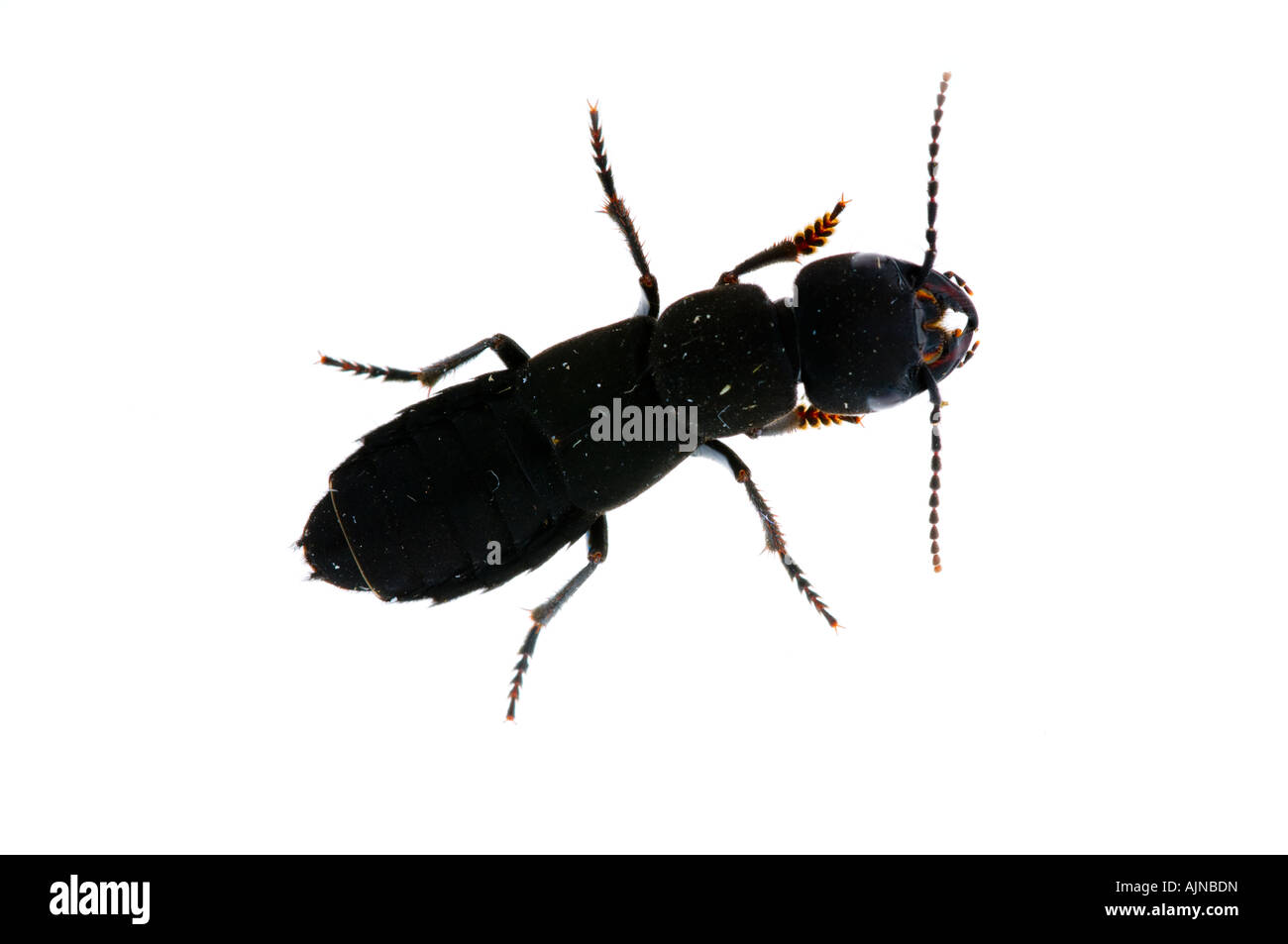 Cocktail beetle hi-res stock photography and images - Alamy