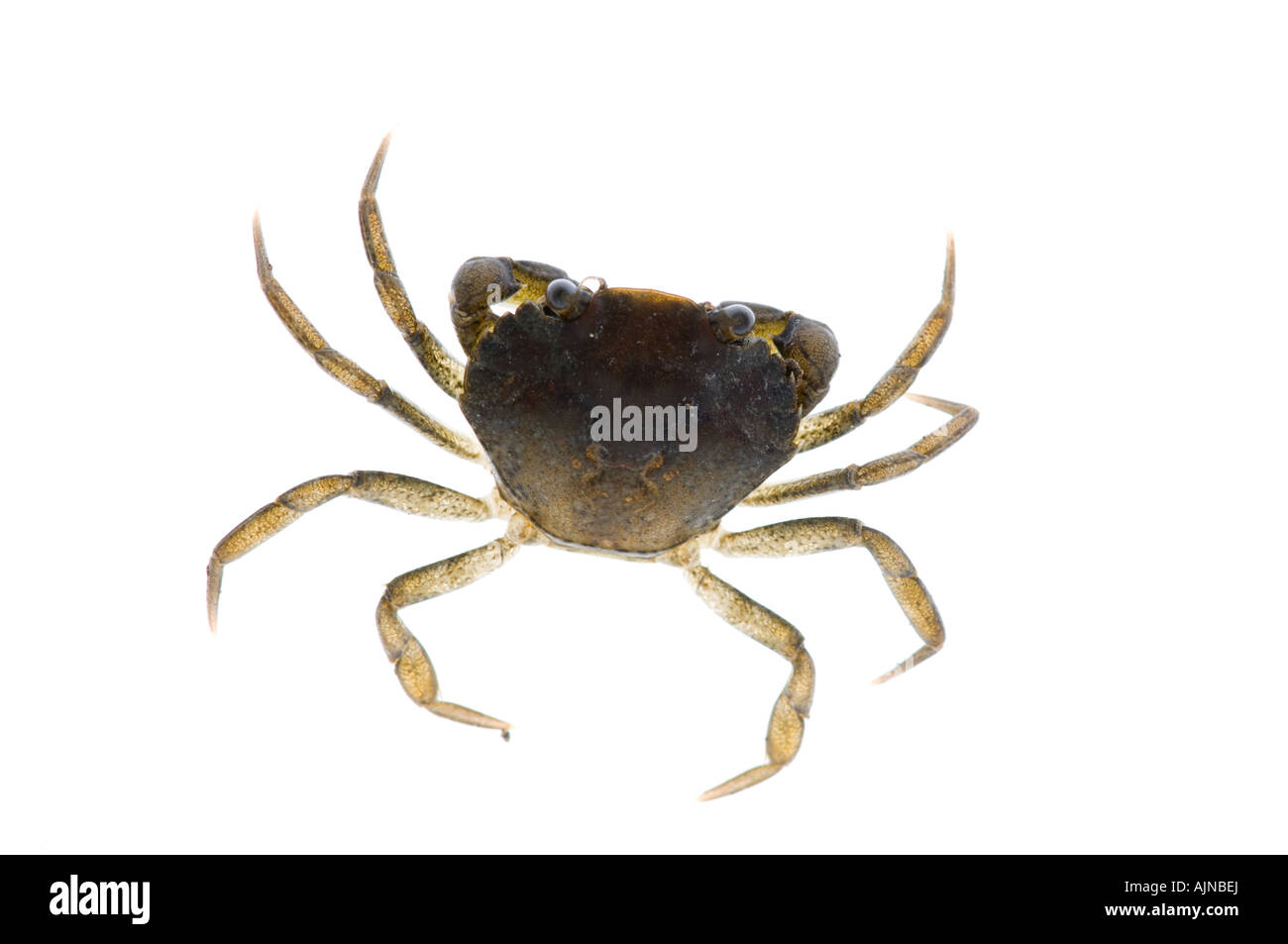 Common shore crab Stock Photo - Alamy