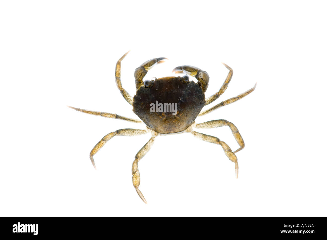 Common shore crab Stock Photo - Alamy