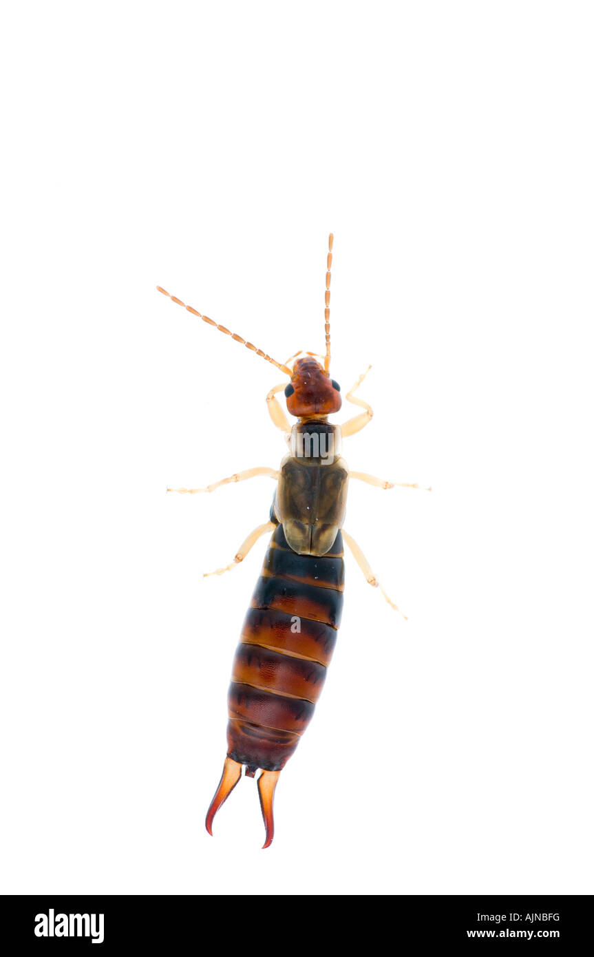 Female earwig hi-res stock photography and images - Alamy