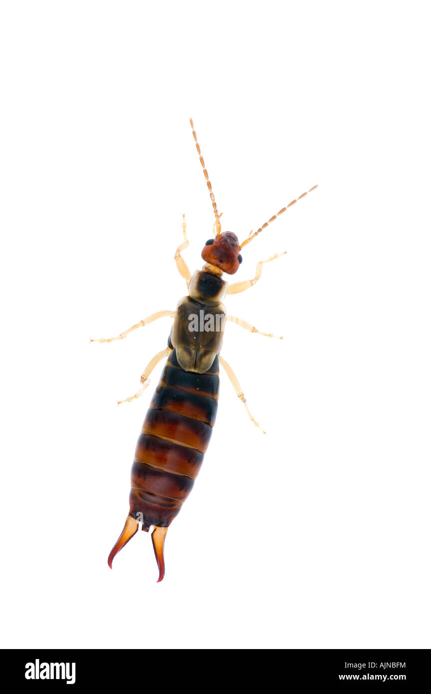 Female Earwig High Resolution Stock Photography and Images - Alamy