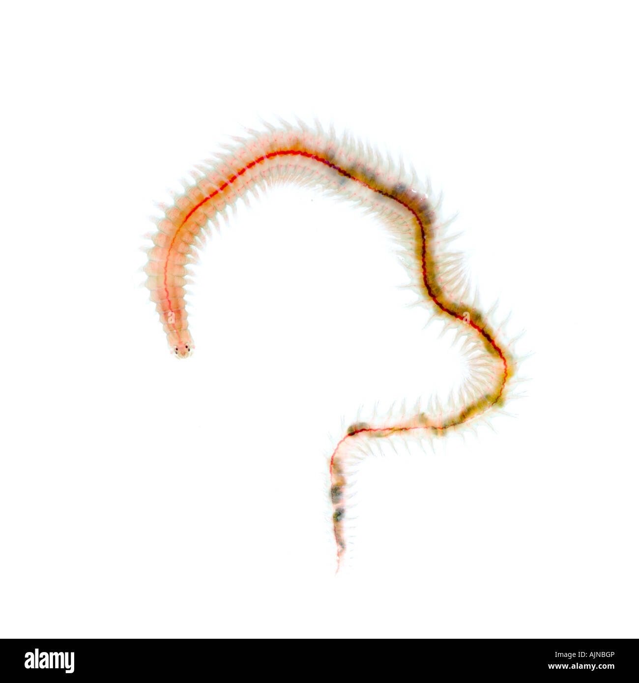 Nereis diversicolor hi-res stock photography and images - Alamy