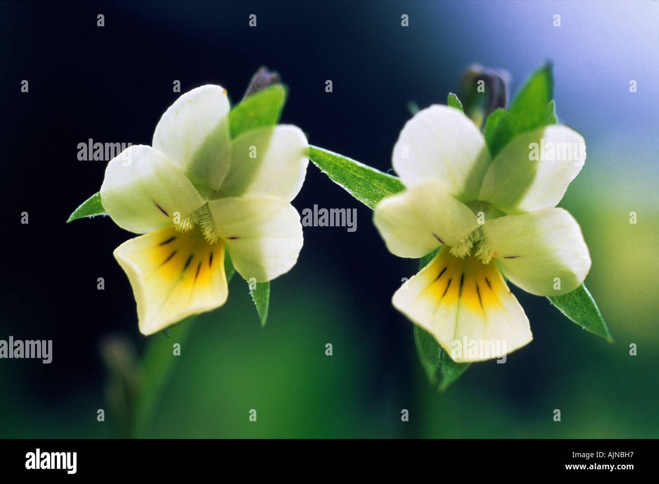 Yellow field pansy hi-res stock photography and images - Alamy