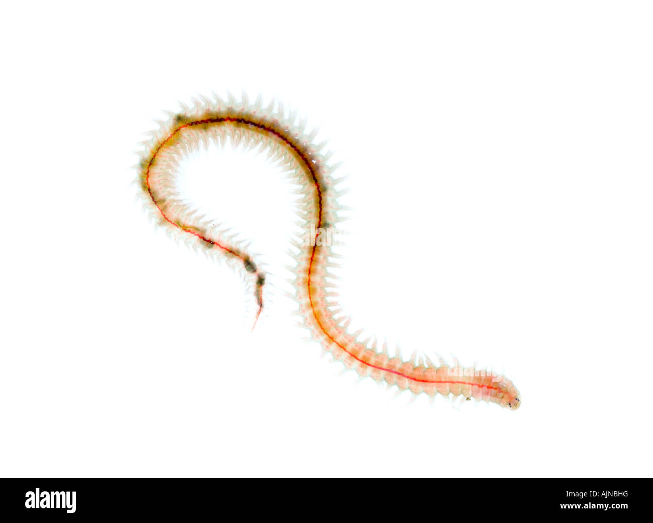 Ragworm hi-res stock photography and images - Alamy