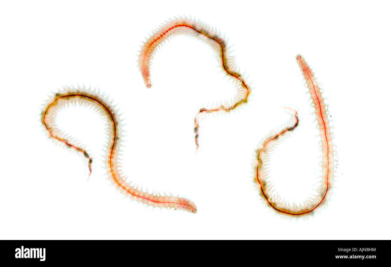 Ragworm hi-res stock photography and images - Alamy