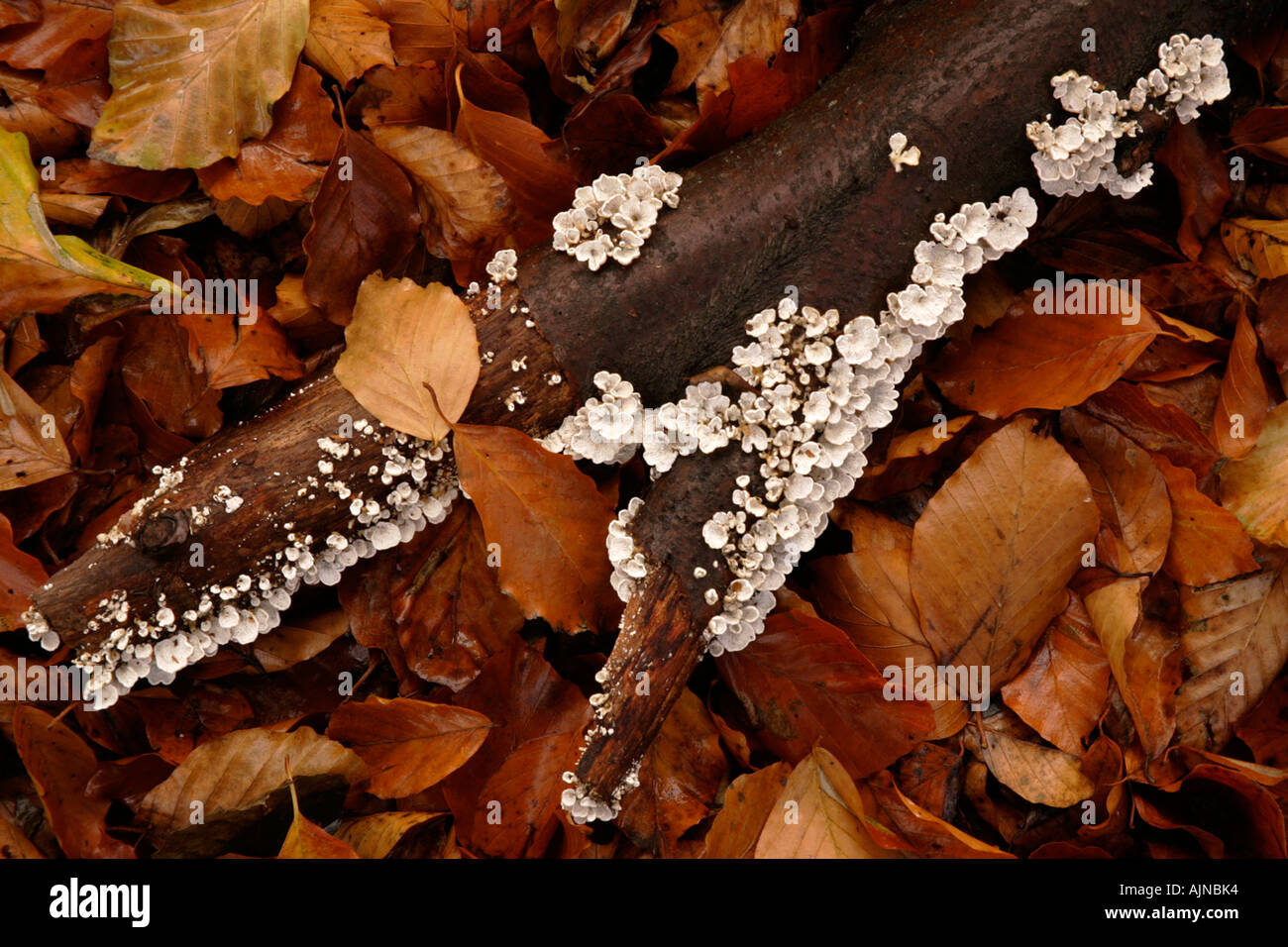 White Rot Fungi Stock Photos & White Rot Fungi Stock Images - Alamy