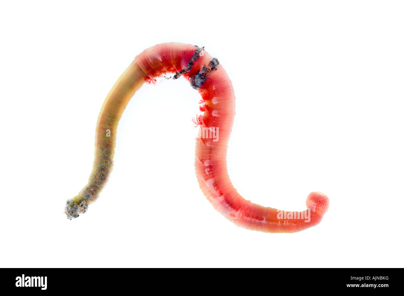 Marine worm Cut Out Stock Images & Pictures - Alamy
