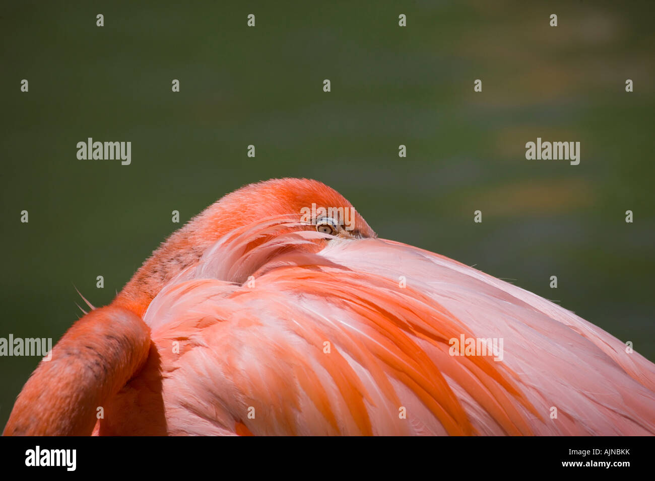 Lesser Flamingo Stock Photos & Lesser Flamingo Stock Images - Alamy