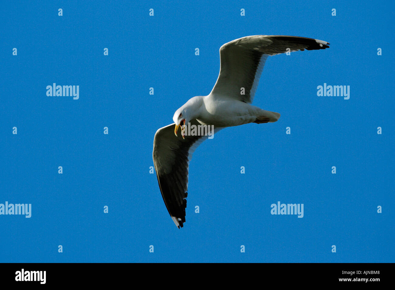 Great Black-back gull, Larus marinus, calling and courtship displaying ...