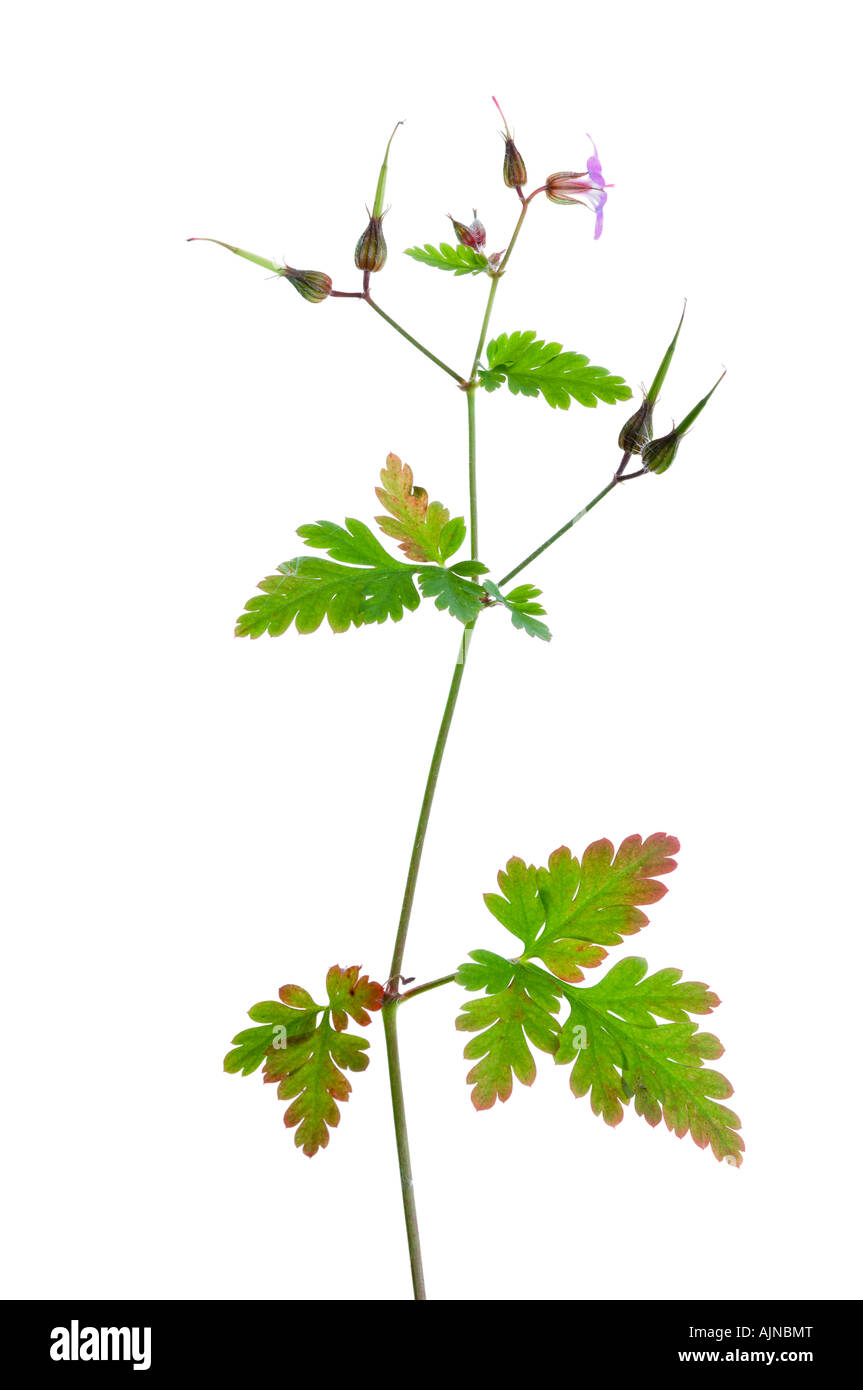 Geranium robertianum seed hi-res stock photography and images - Alamy