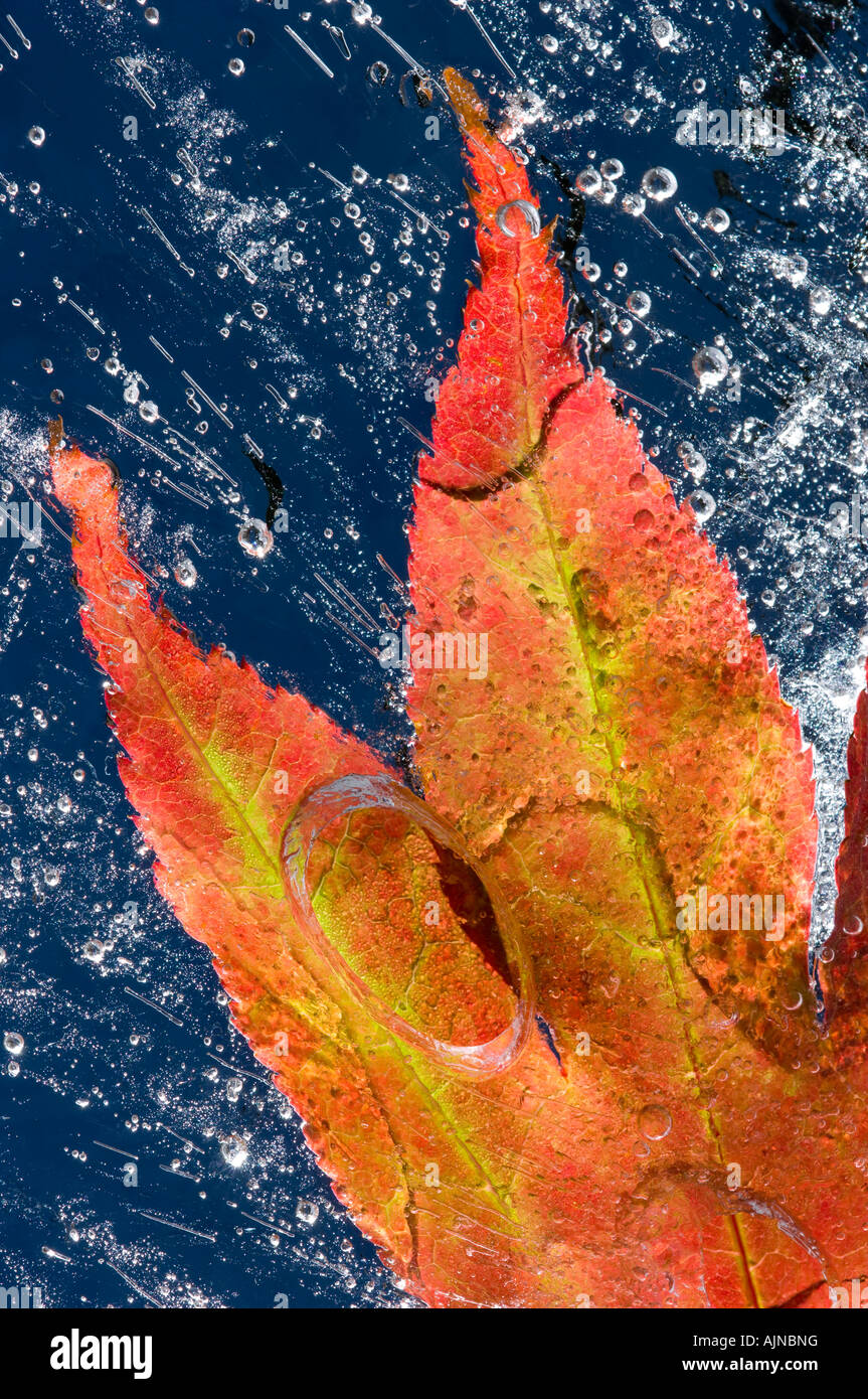 Ice encased Japanese maple leaf Stock Photo - Alamy