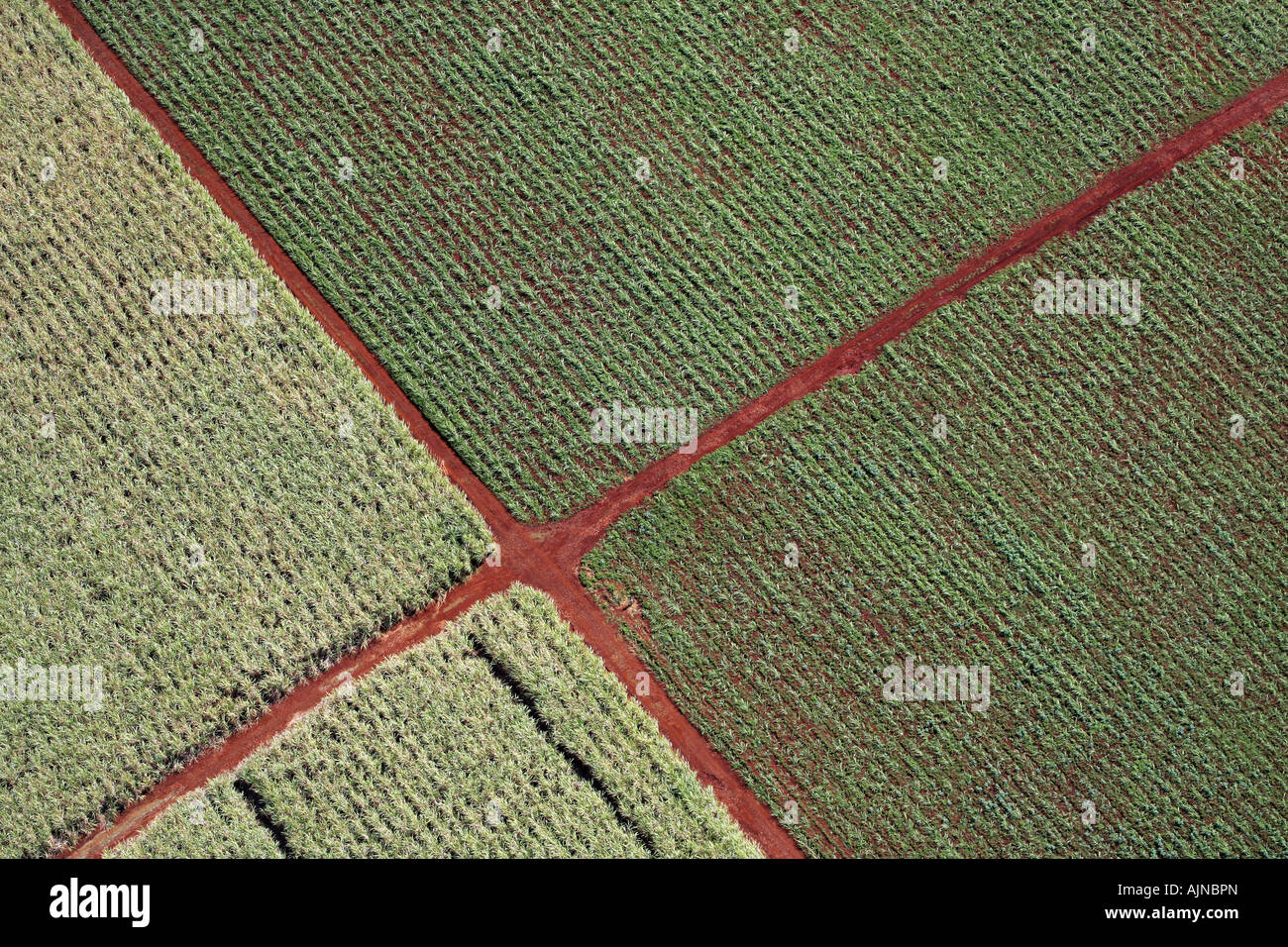aerial view of sugar cane fields Stock Photo - Alamy
