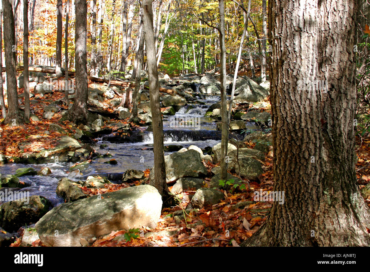 Autumn Stream VIII Stock Photo - Alamy