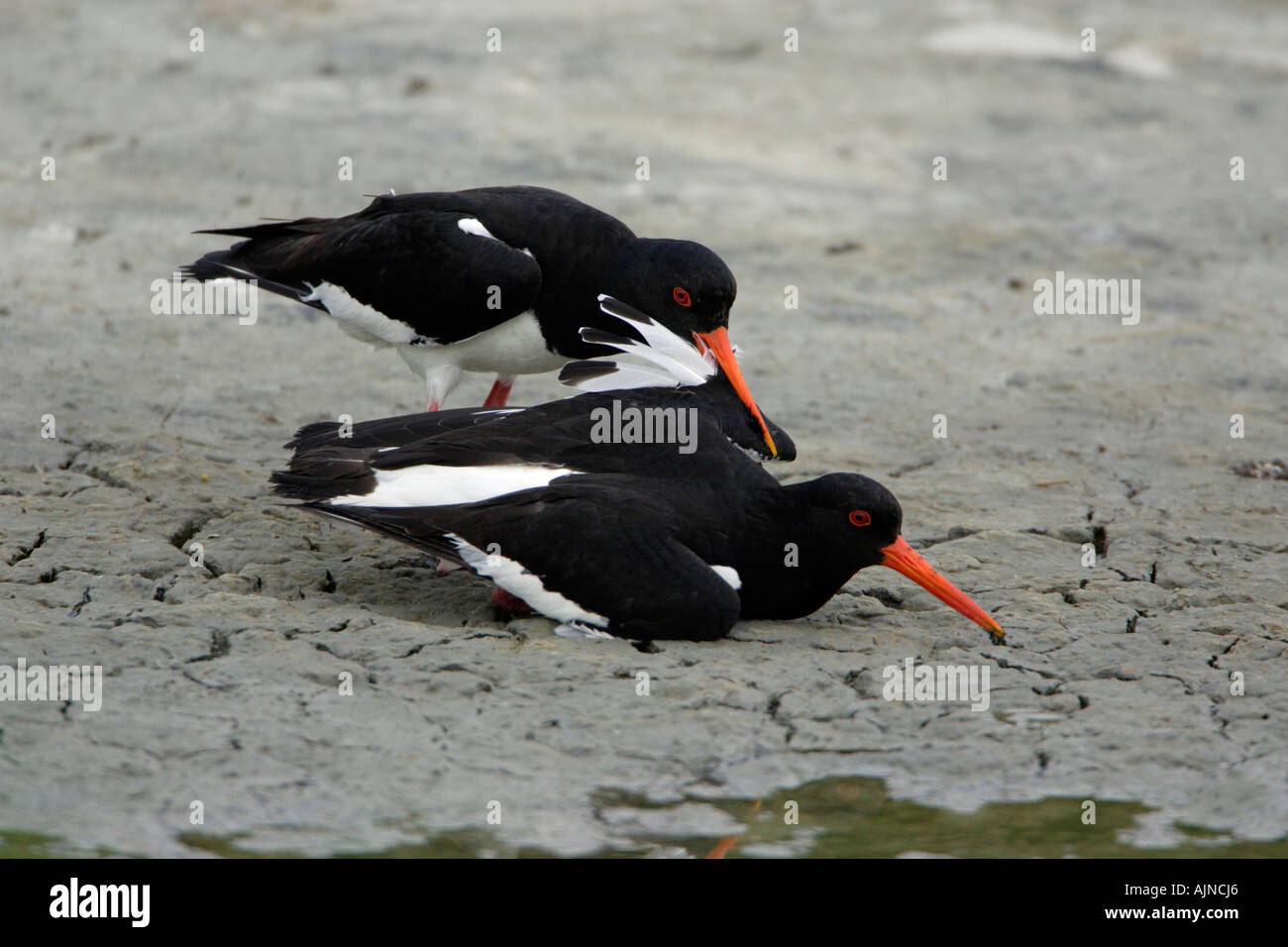 Two birds fighting on hi-res stock photography and images - Alamy
