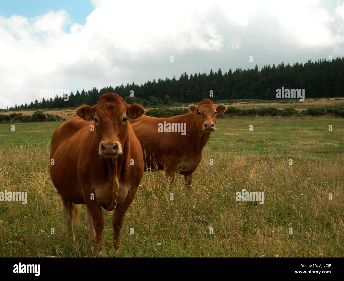 Cows field france hi-res stock photography and images - Alamy