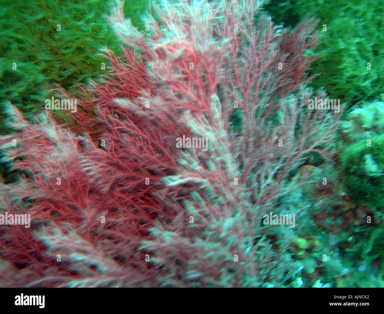 sea underwater ground coral background Stock Photo - Alamy