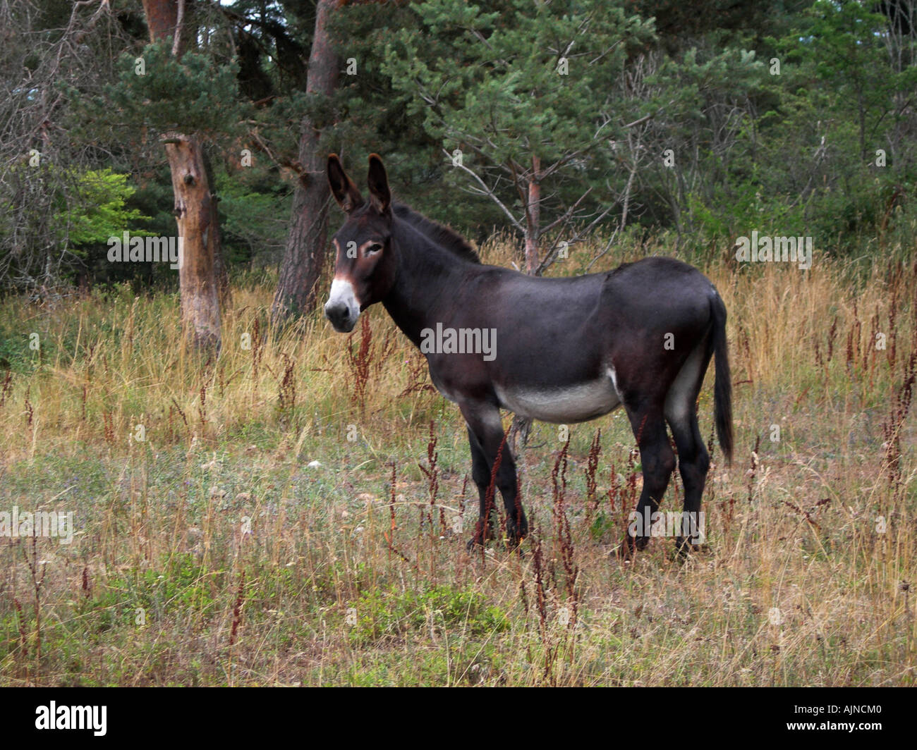 Donkey mule hi-res stock photography and images - Alamy
