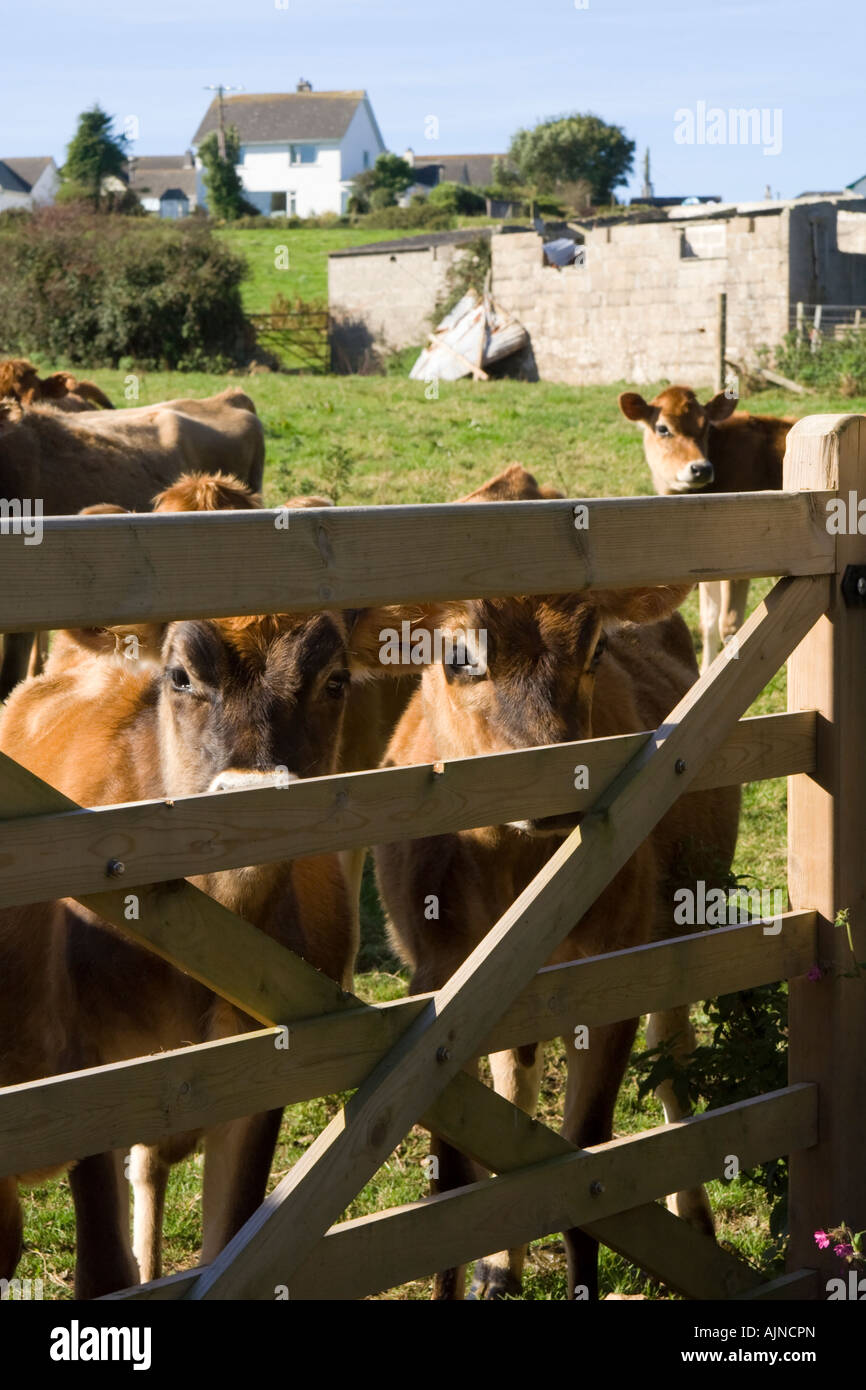 Dairy Cows Uk Cornwall High Resolution Stock Photography and Images - Alamy
