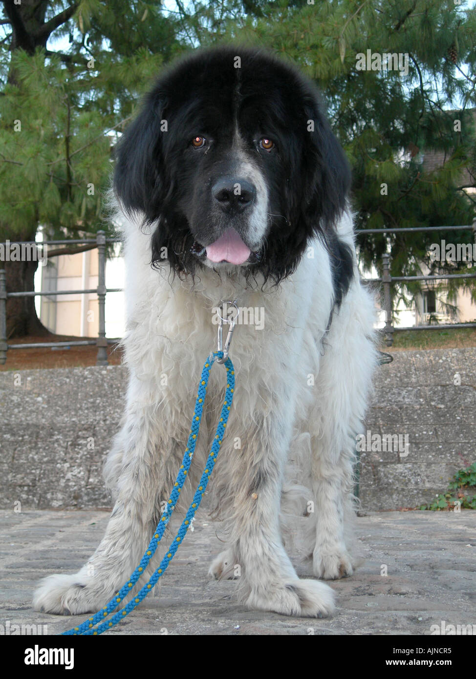 Huge dog hi-res stock photography and images - Alamy