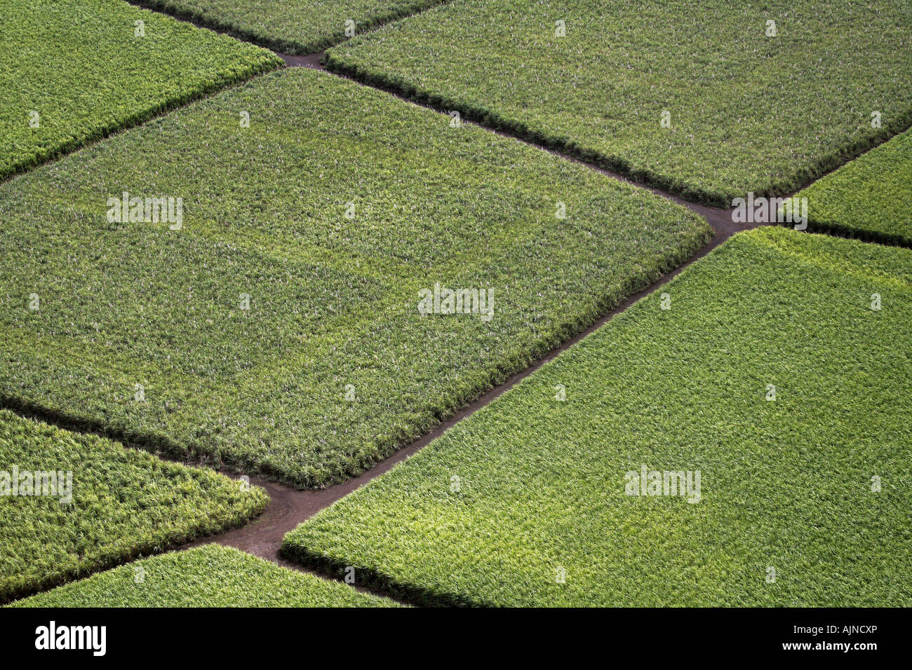 aerial view of sugar cane fields Stock Photo - Alamy