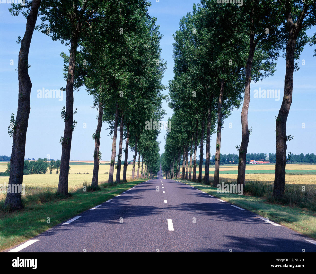 Tree Lined Road Stock Photo - Alamy