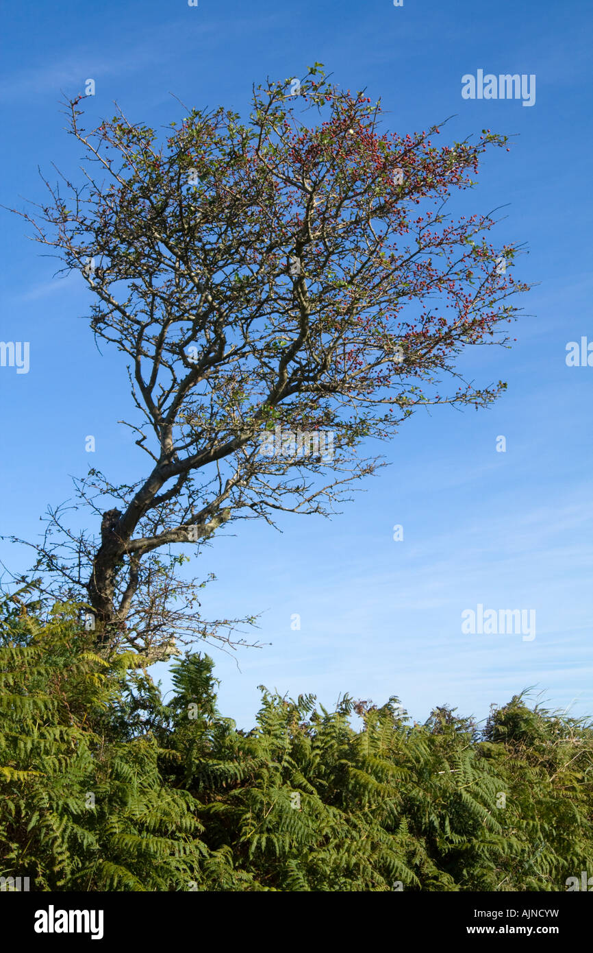 A distorted hawthorn tree bent by the wind, Cornwall Stock Photo - Alamy