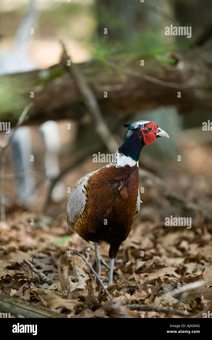 Ringneck pheasant hi-res stock photography and images - Alamy